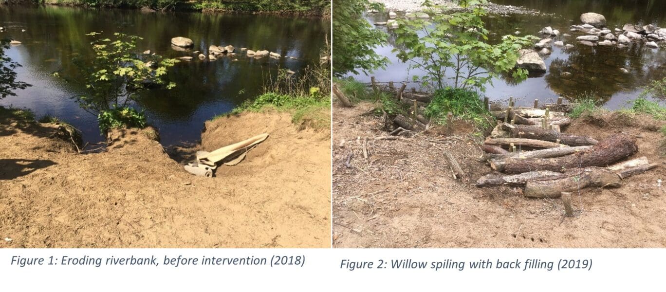 Willow: an environmentally friendly way to protect our riverbanks from ...